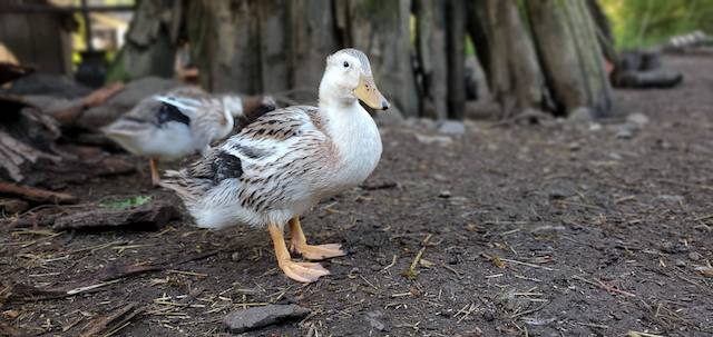 Raising the Best Ducks for Meat - Backyard Poultry
